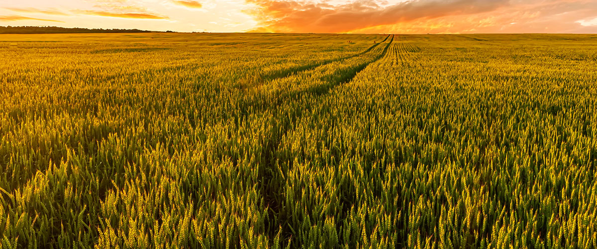 SPEED for GRAIN preparat